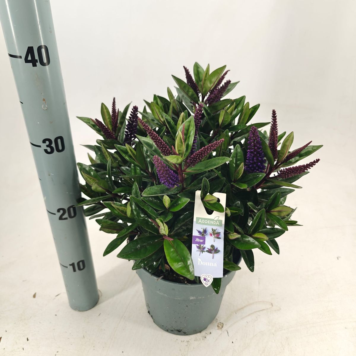 Hebe HEBEDONNA DARK PURPLE — Plant Wholesale FlorAccess