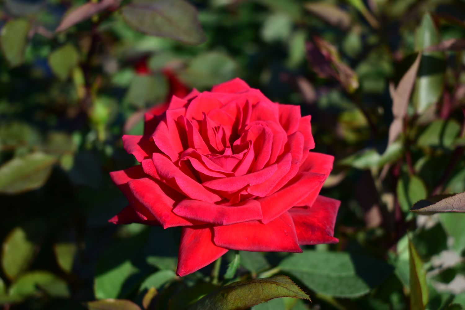 Rosa 'Ruby Wedding' — Plant Wholesale FlorAccess