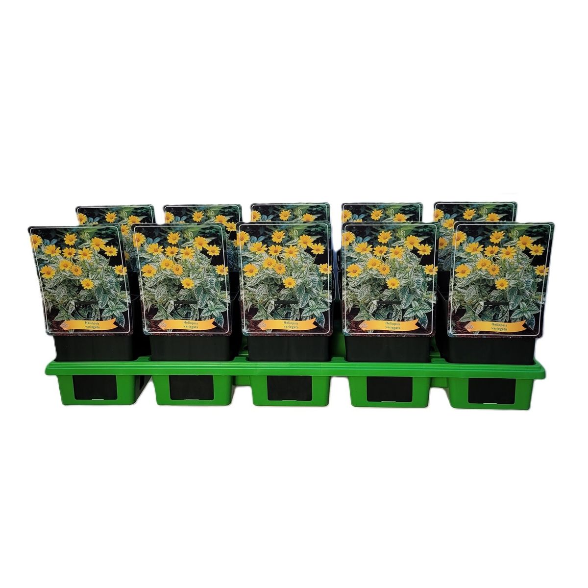 Heliopsis helianthoides 'Variegata Oriole' — Plant Wholesale FlorAccess