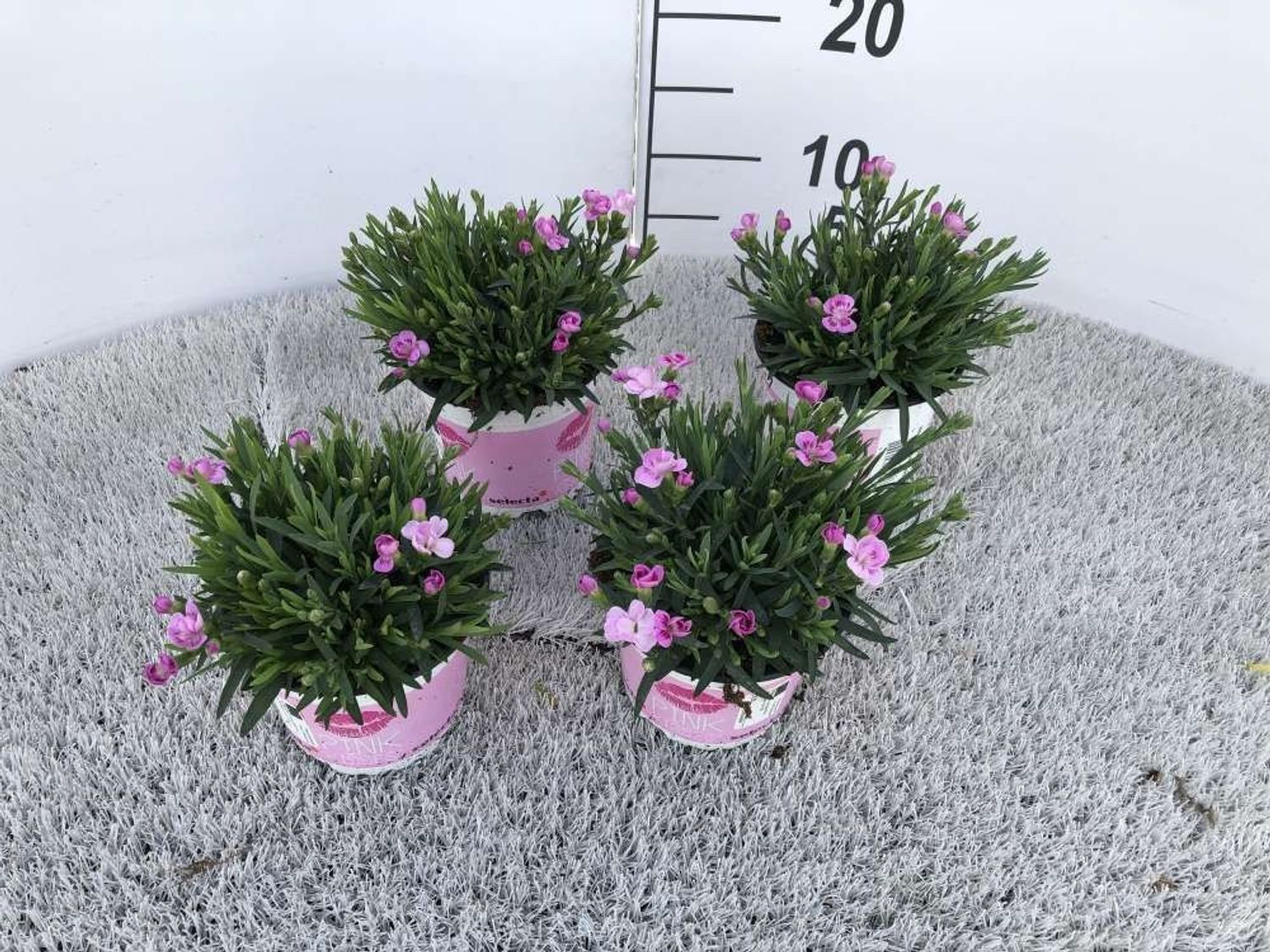 Dianthus PINK KISSES — Plant Wholesale FlorAccess