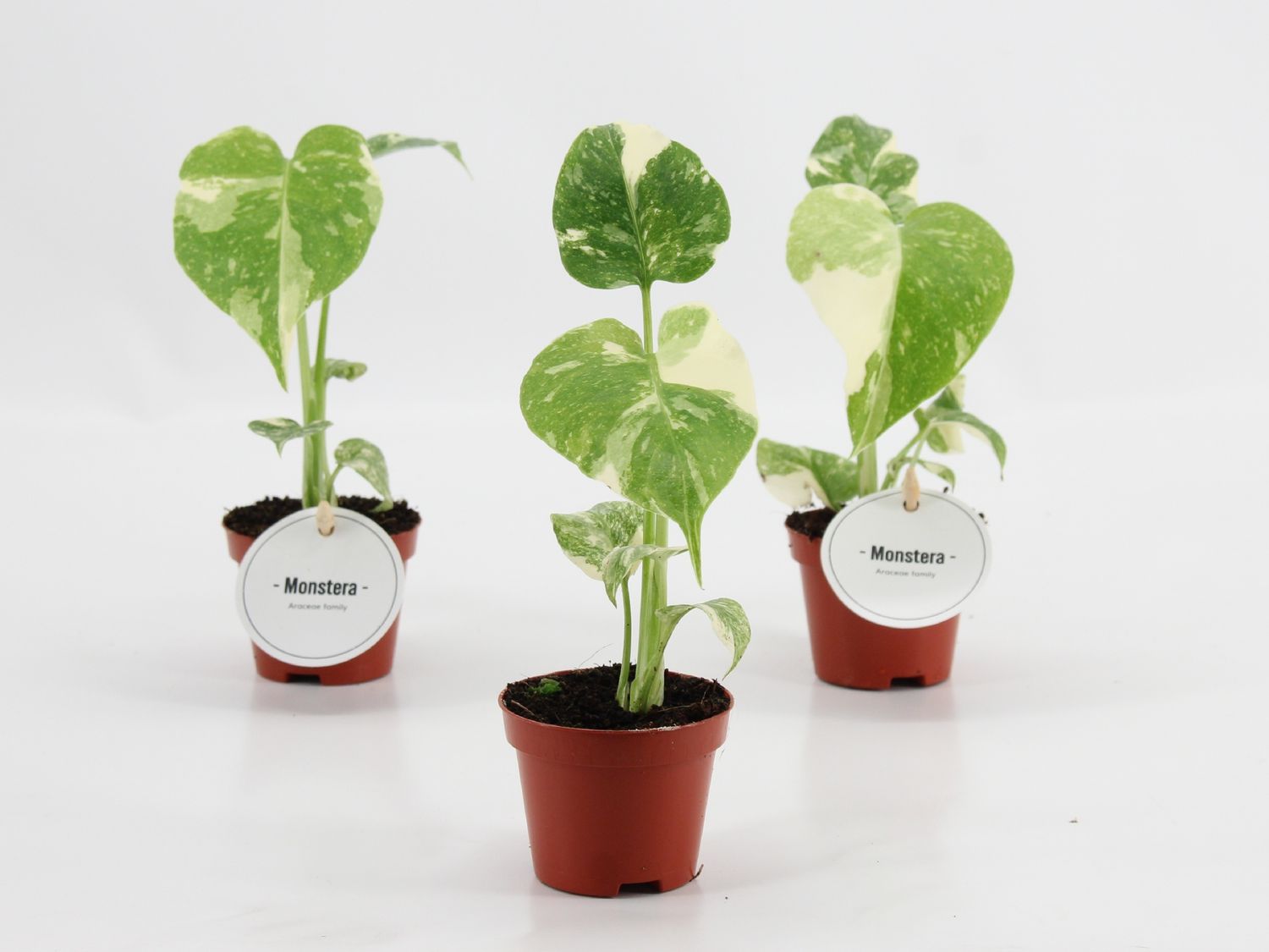 Monstera 'Thai Constellation' — Toptan Bitki Satışı FlorAccess