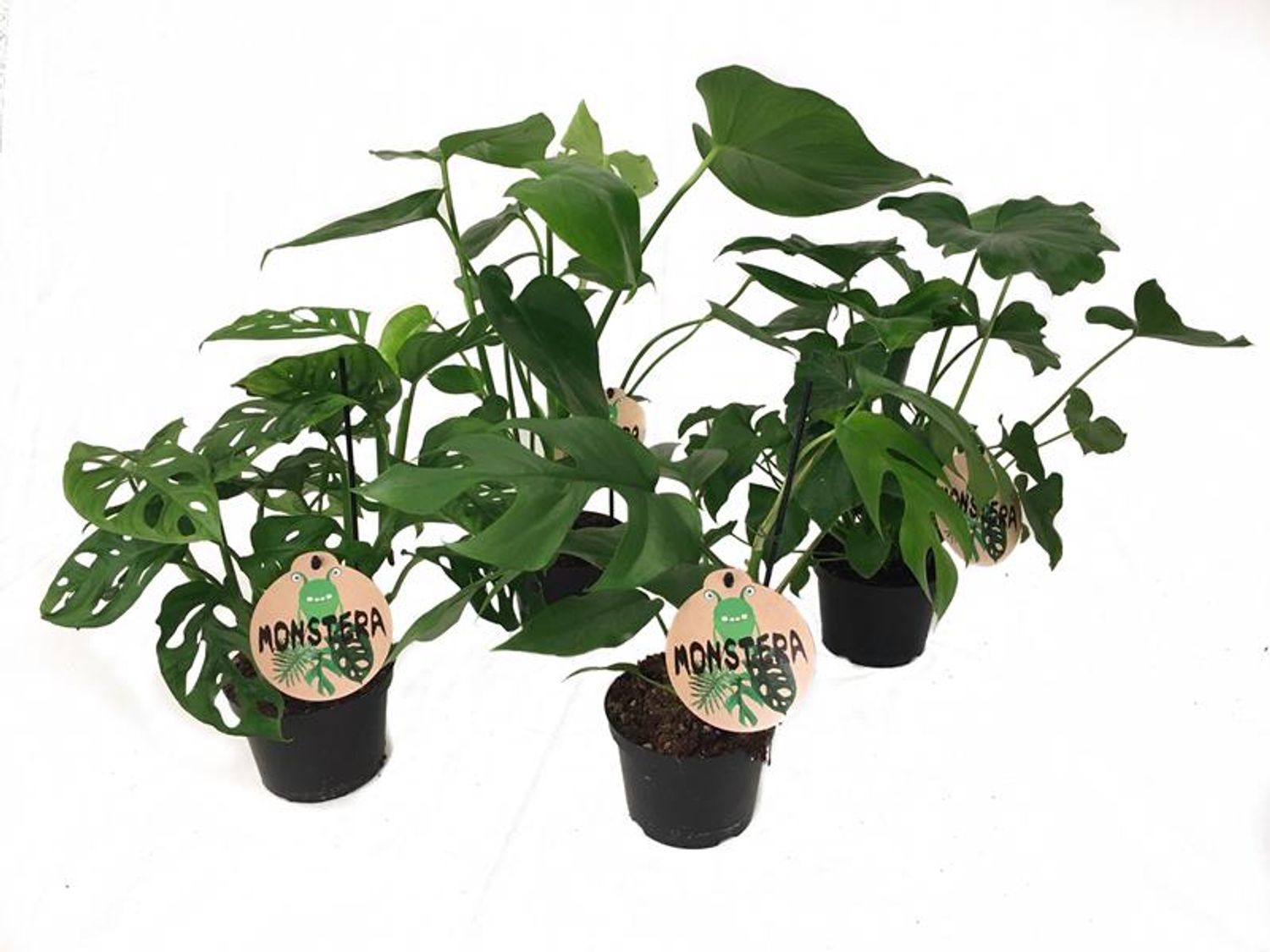 Monstera MIX — Plant Wholesale FlorAccess