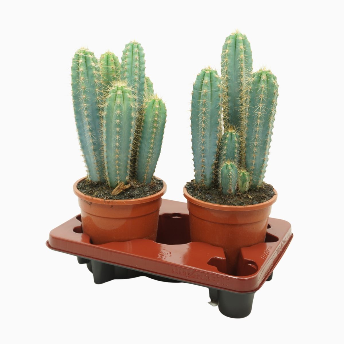 Pilosocereus azureus — Plant Wholesale FlorAccess