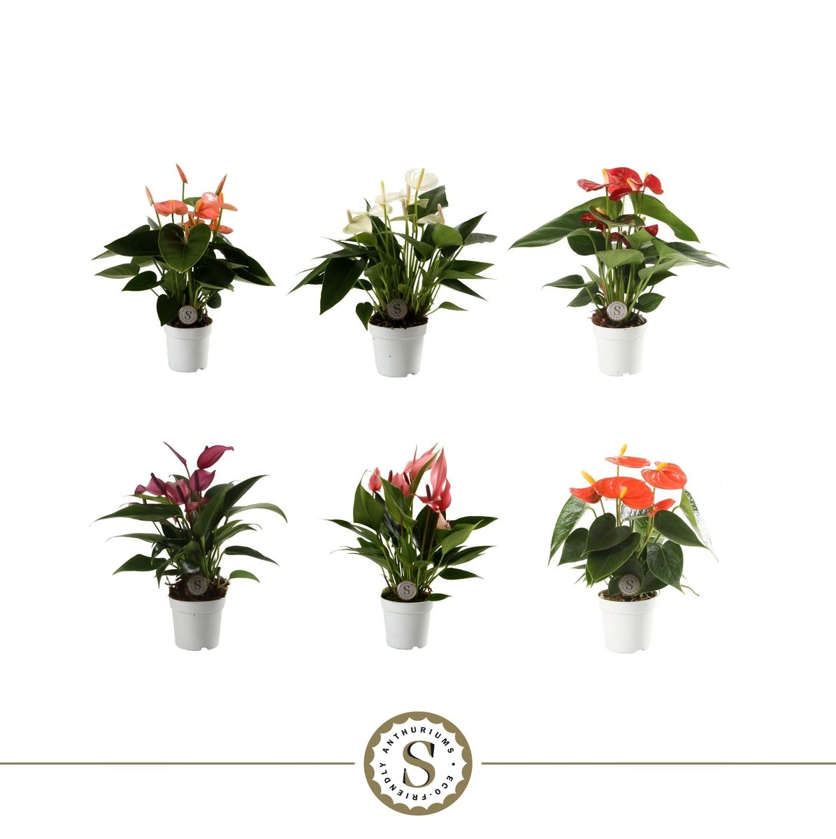 Anthurium MIX — Plant Wholesale FlorAccess