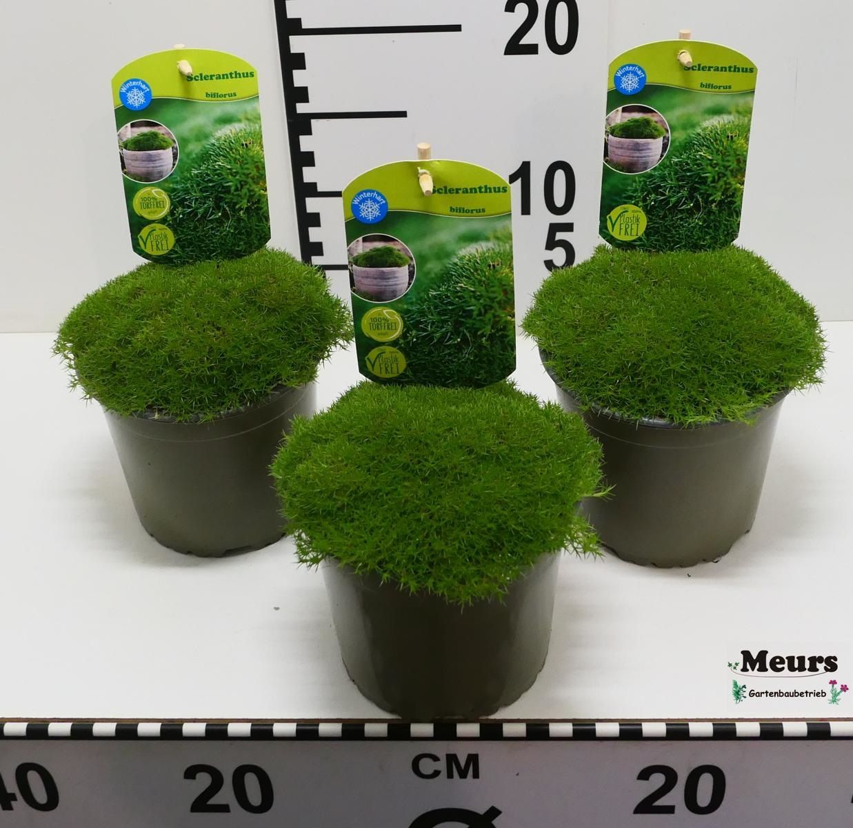 Scleranthus biflorus — Plant Wholesale FlorAccess