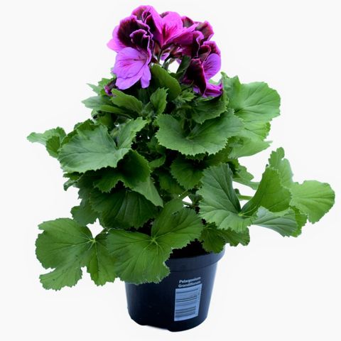 Pelargonium 'Elegance Judith' — Plant Wholesale FlorAccess