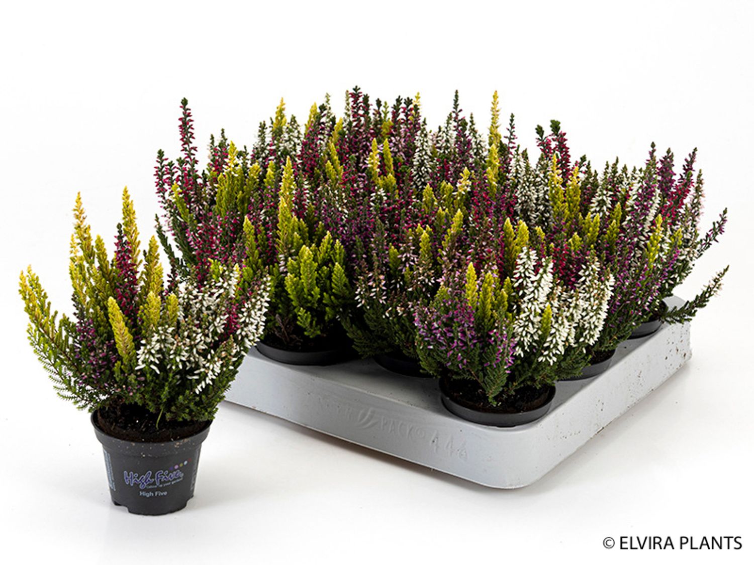 Calluna vulgaris GARDEN GIRLS MIX IN POT — Plant Wholesale FlorAccess