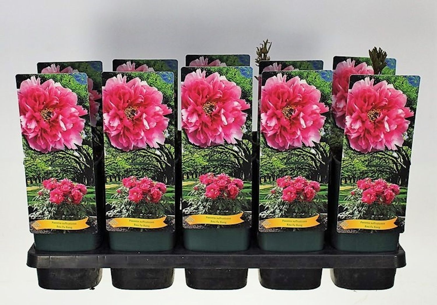 Paeonia suffruticosa 'Rou Fu Rong' — Plant Wholesale FlorAccess