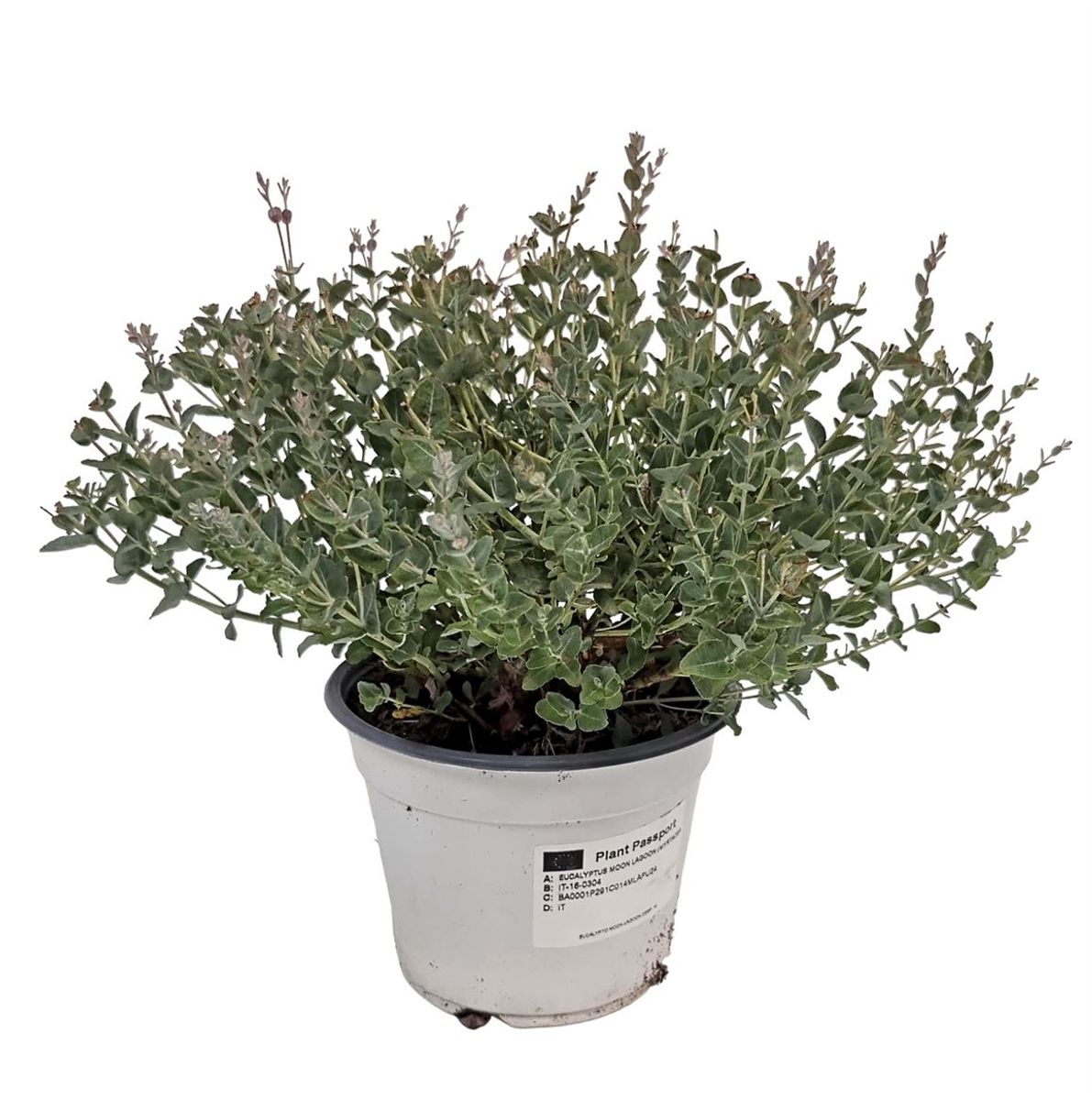 Eucalyptus latens 'Moon Lagoon' — Plant Wholesale FlorAccess