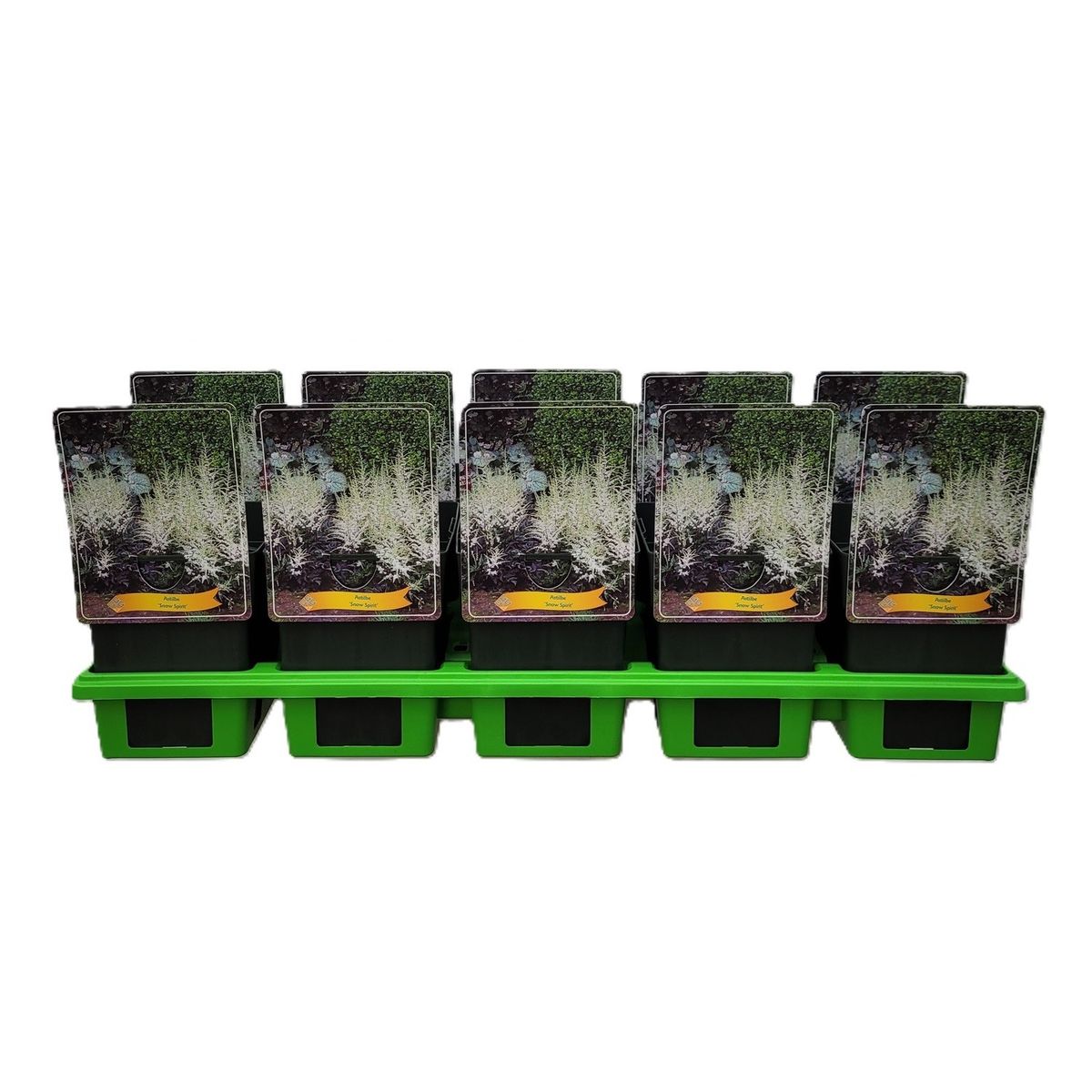 Astilbe 'Darwin's Snow Sprite' — Plant Wholesale FlorAccess