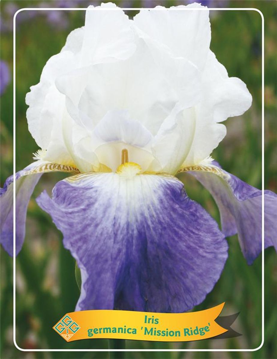 Iris 'Mission Ridge' — Groothandel in planten FlorAccess