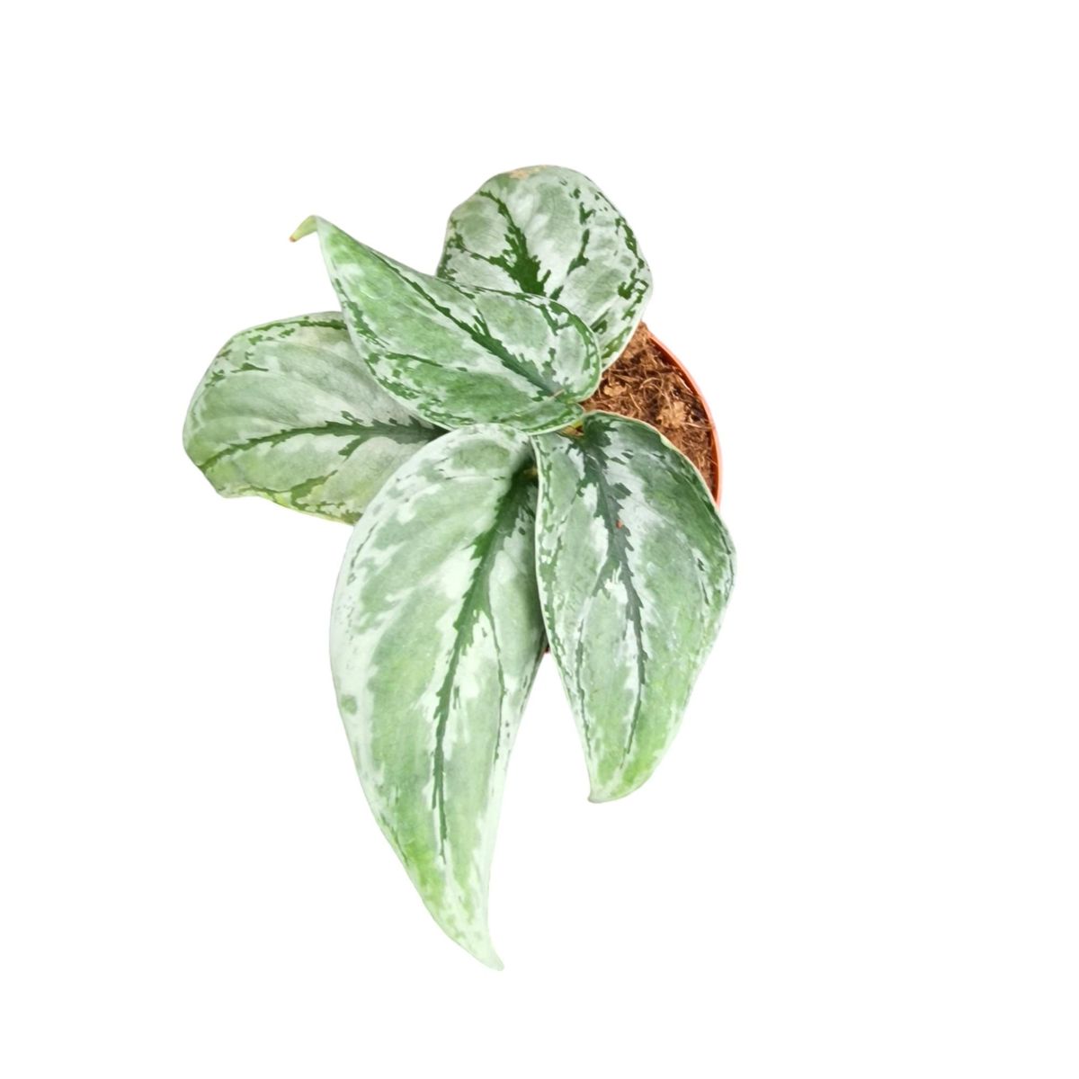 Scindapsus Sp Kalimantan — Plant Wholesale FlorAccess