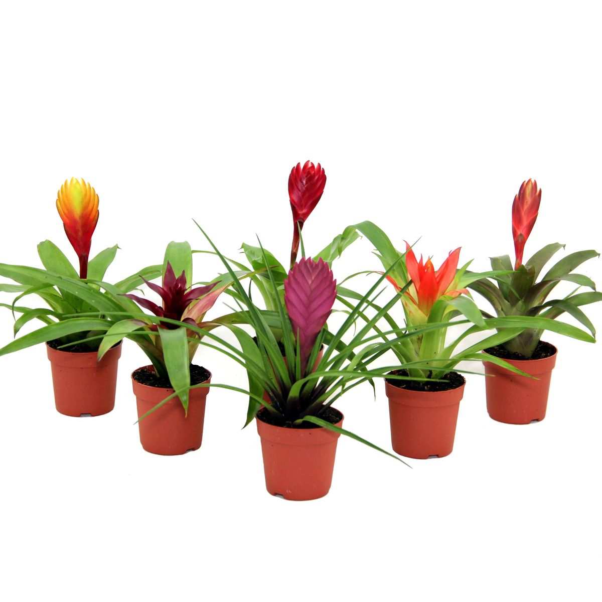 Bromelia MIX — Plant Wholesale FlorAccess