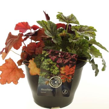Heuchera MIX IN POT — Plant Wholesale FlorAccess