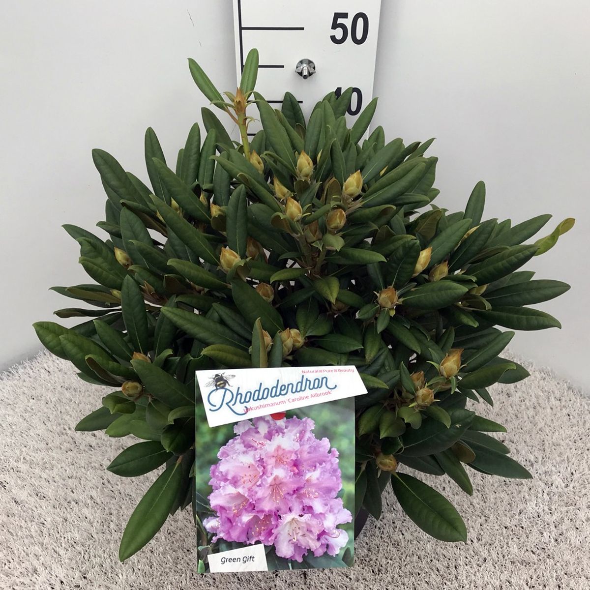 Rhododendron 'Caroline Allbrook' (Y) — Plant Wholesale FlorAccess