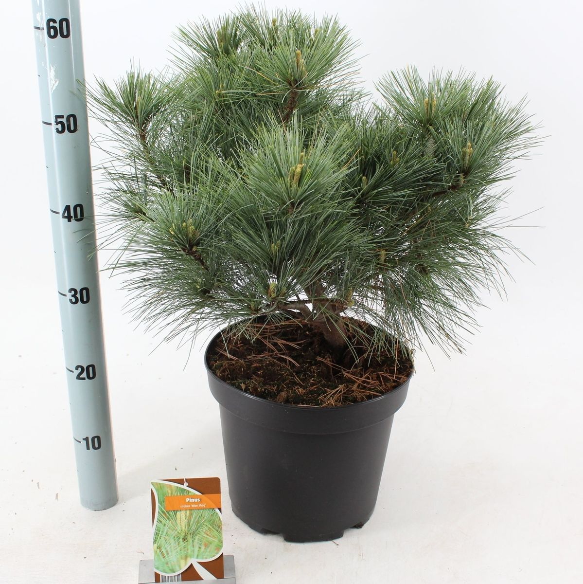 Pinus strobus 'Blue Shag' — Plant Wholesale FlorAccess