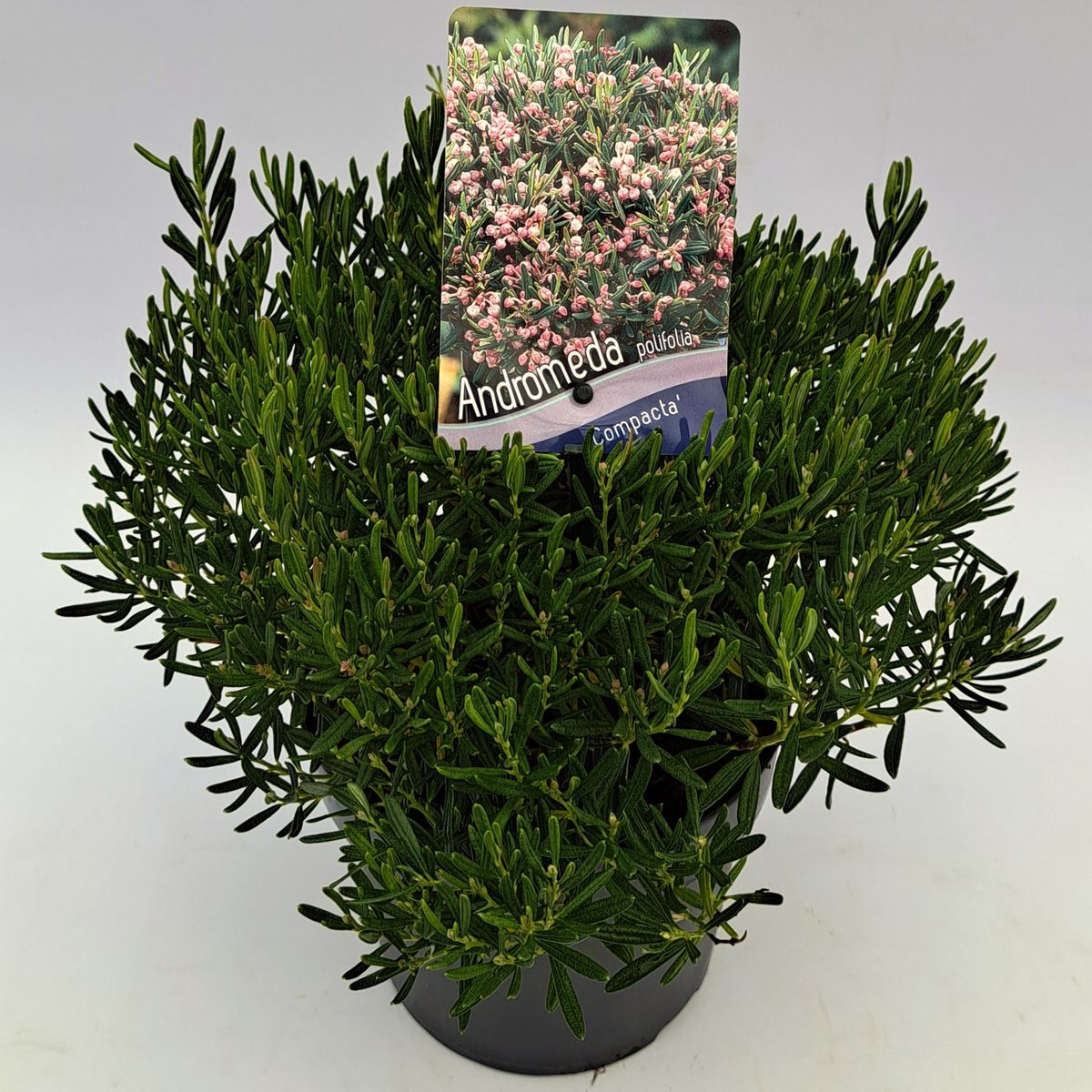 Andromeda polifolia 'Compacta' — Plant Wholesale FlorAccess