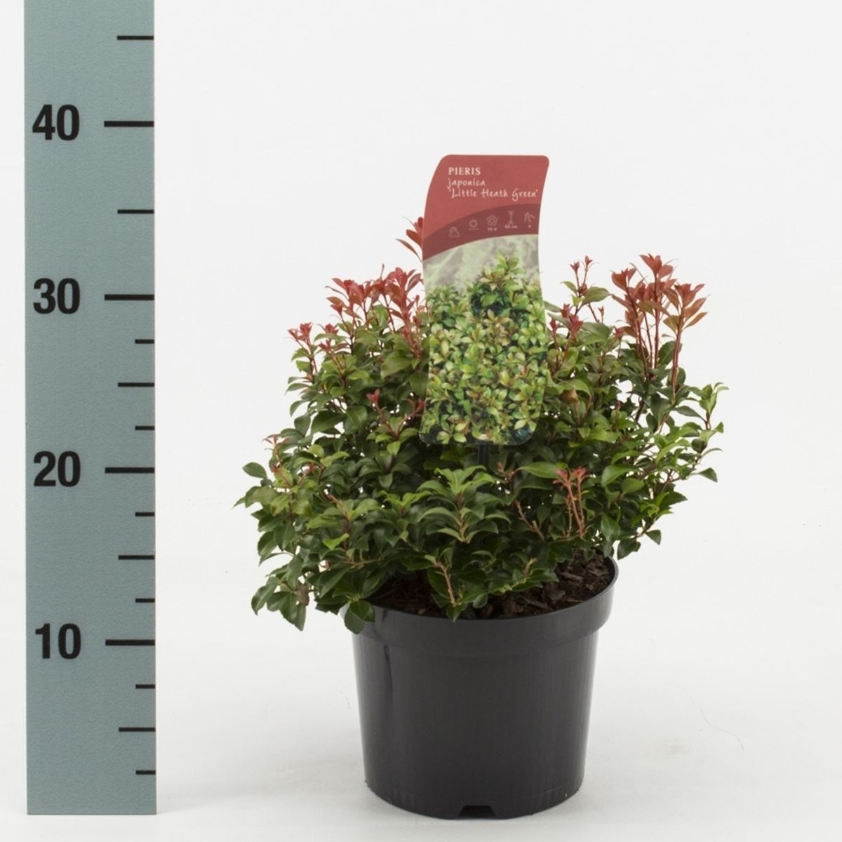 Pieris japonica 'Little Heath Green' — Plant Wholesale FlorAccess