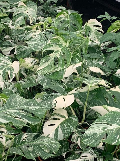 Monstera deliciosa 'Variegata' — Plant Wholesale FlorAccess