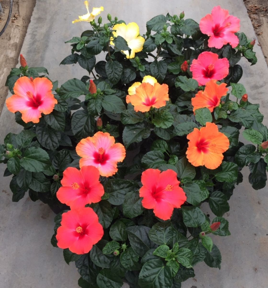 Hibiscus rosa-sinensis 'Aloha Hawaii' — Plant Wholesale FlorAccess
