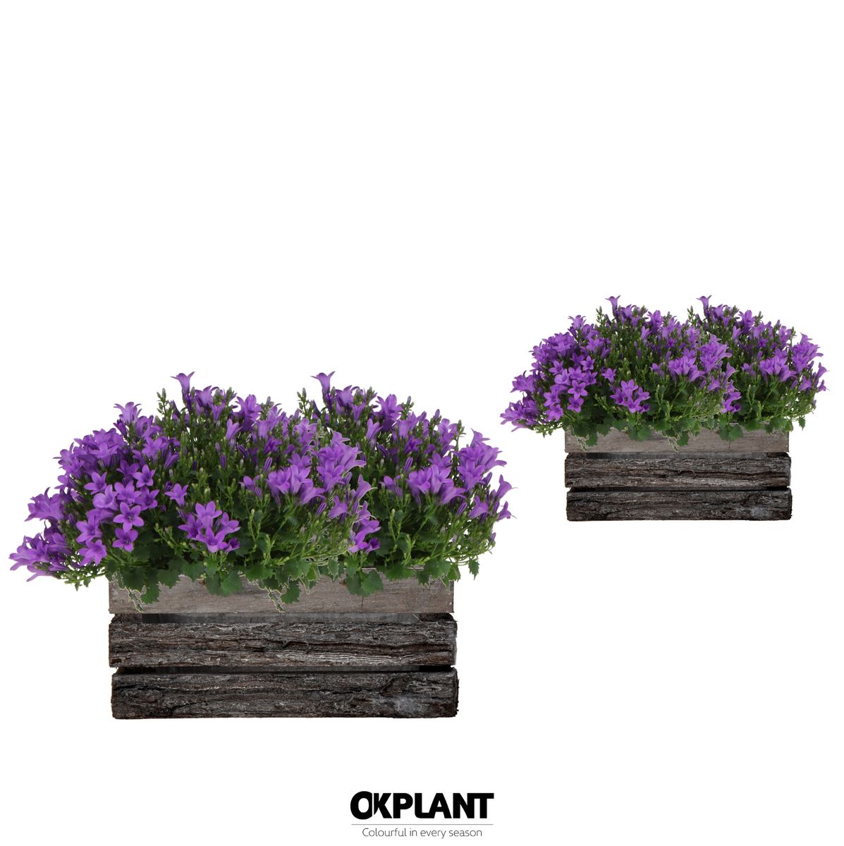 Campanula portenschlagiana AMBELLA INTENS PURPLE — Plant Wholesale ...