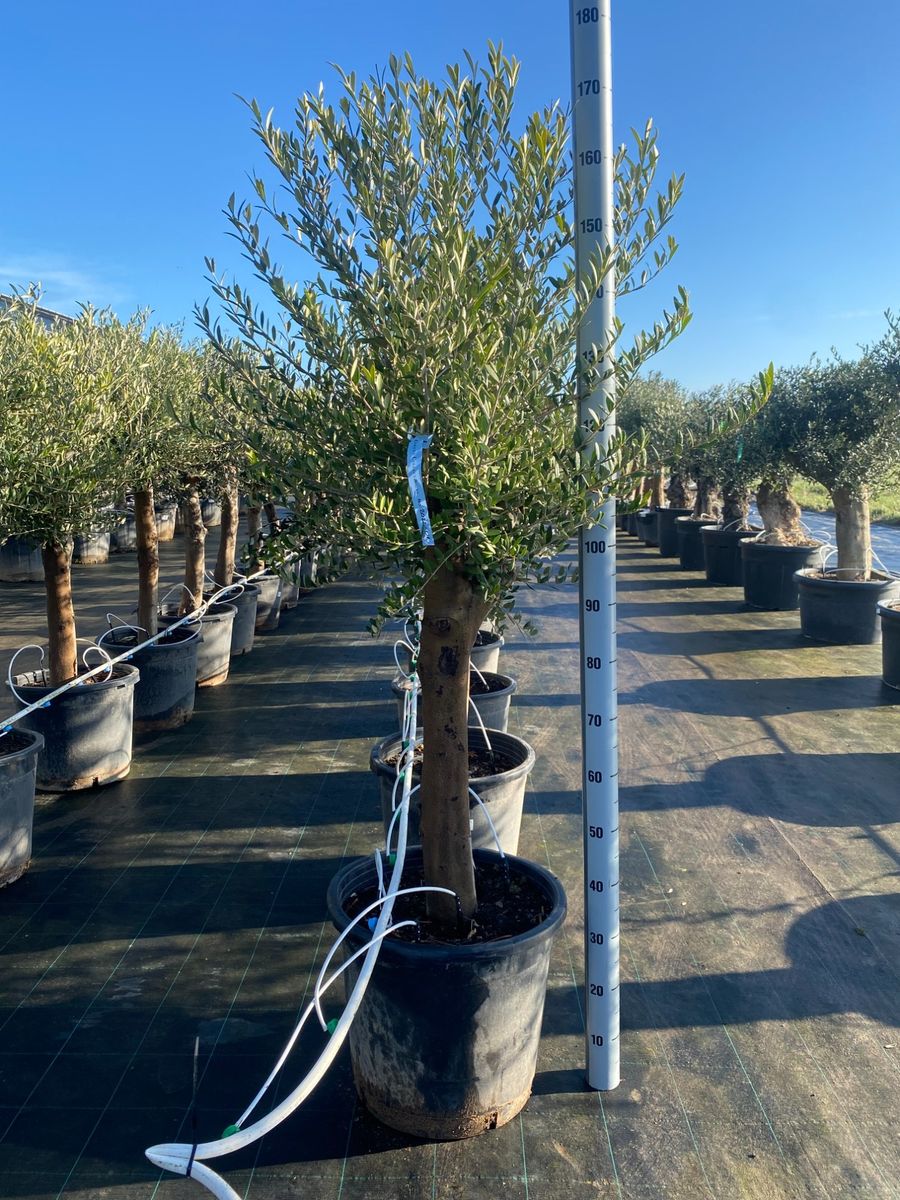 Olea europaea — Plant Wholesale FlorAccess