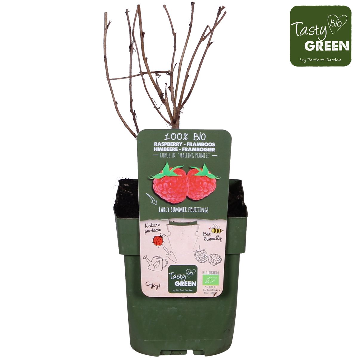 Rubus idaeus 'Malling Promise' — Plant Wholesale FlorAccess