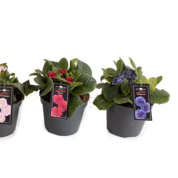 Primula vulgaris BELARINA MIX — Plant Wholesale FlorAccess