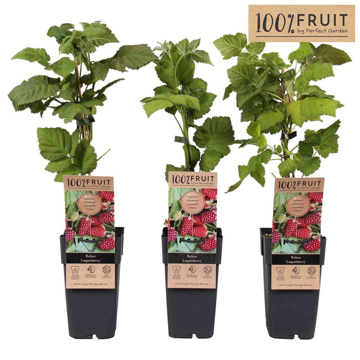 Rubus x loganobaccus THORNLESS LOGANBERRY — Plant Wholesale FlorAccess