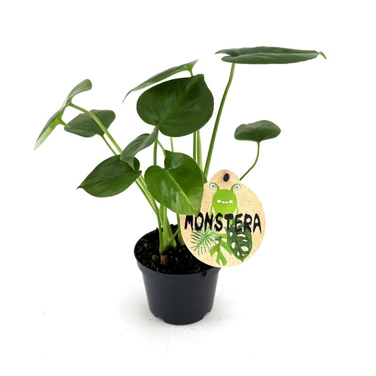 Monstera deliciosa — Plant Wholesale FlorAccess