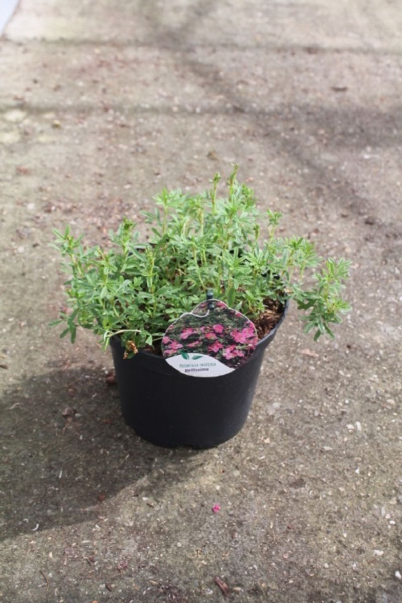 Potentilla fruticosa BELLISSIMA — Plant Wholesale FlorAccess