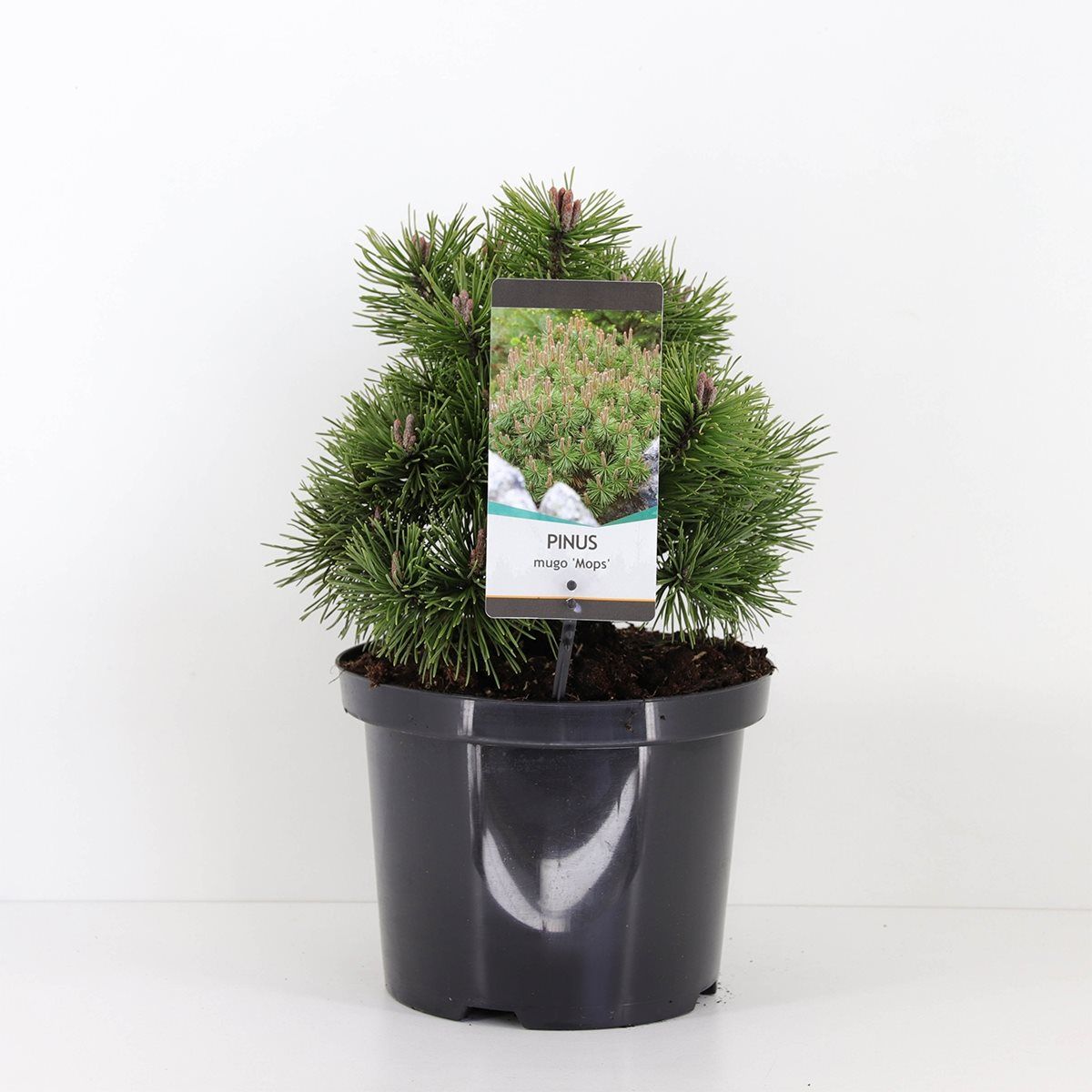 Pinus mugo 'Mops' — Plant Wholesale FlorAccess
