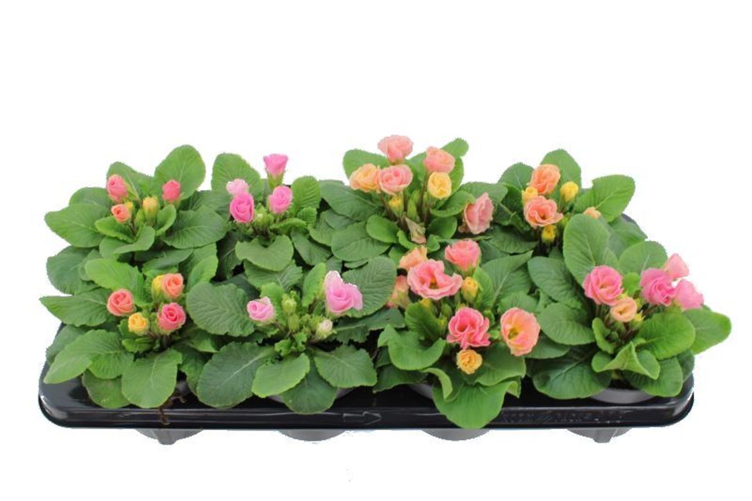 Primula 'Rubens Antique Rose' — Mayorista de plantas FlorAccess