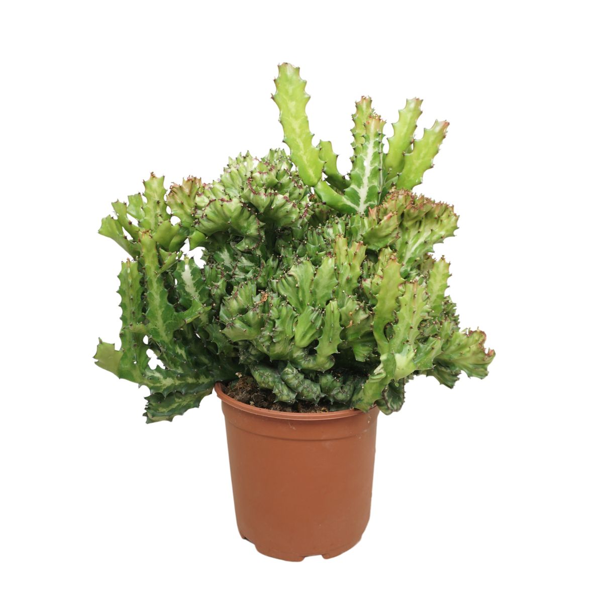 Euphorbia lactea 'Cristata' — Plant Wholesale FlorAccess
