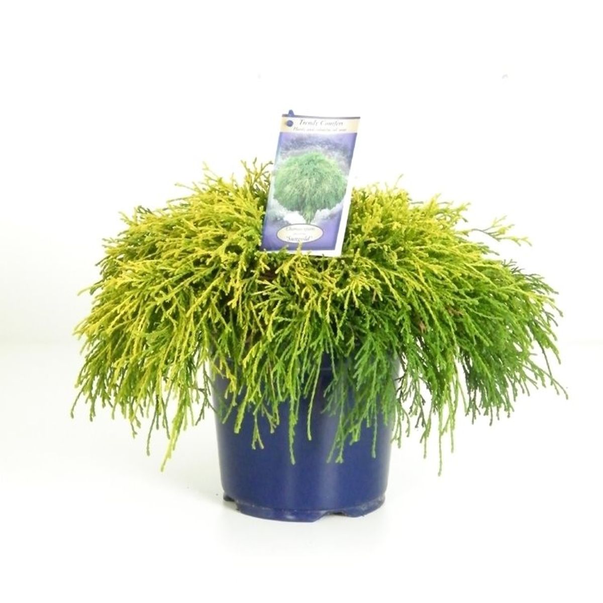 Chamaecyparis pisifera 'Sungold' — Plant Wholesale FlorAccess
