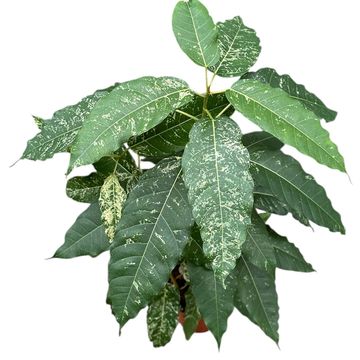 Ficus 'Snowstorm' — Plant Wholesale FlorAccess