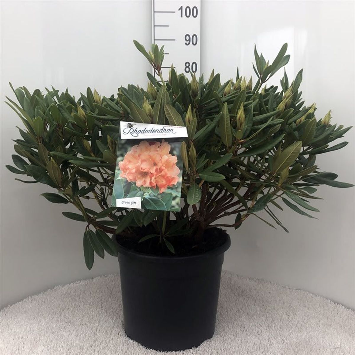 Rhododendron 'Tortoiseshell Orange' — Plant Wholesale FlorAccess