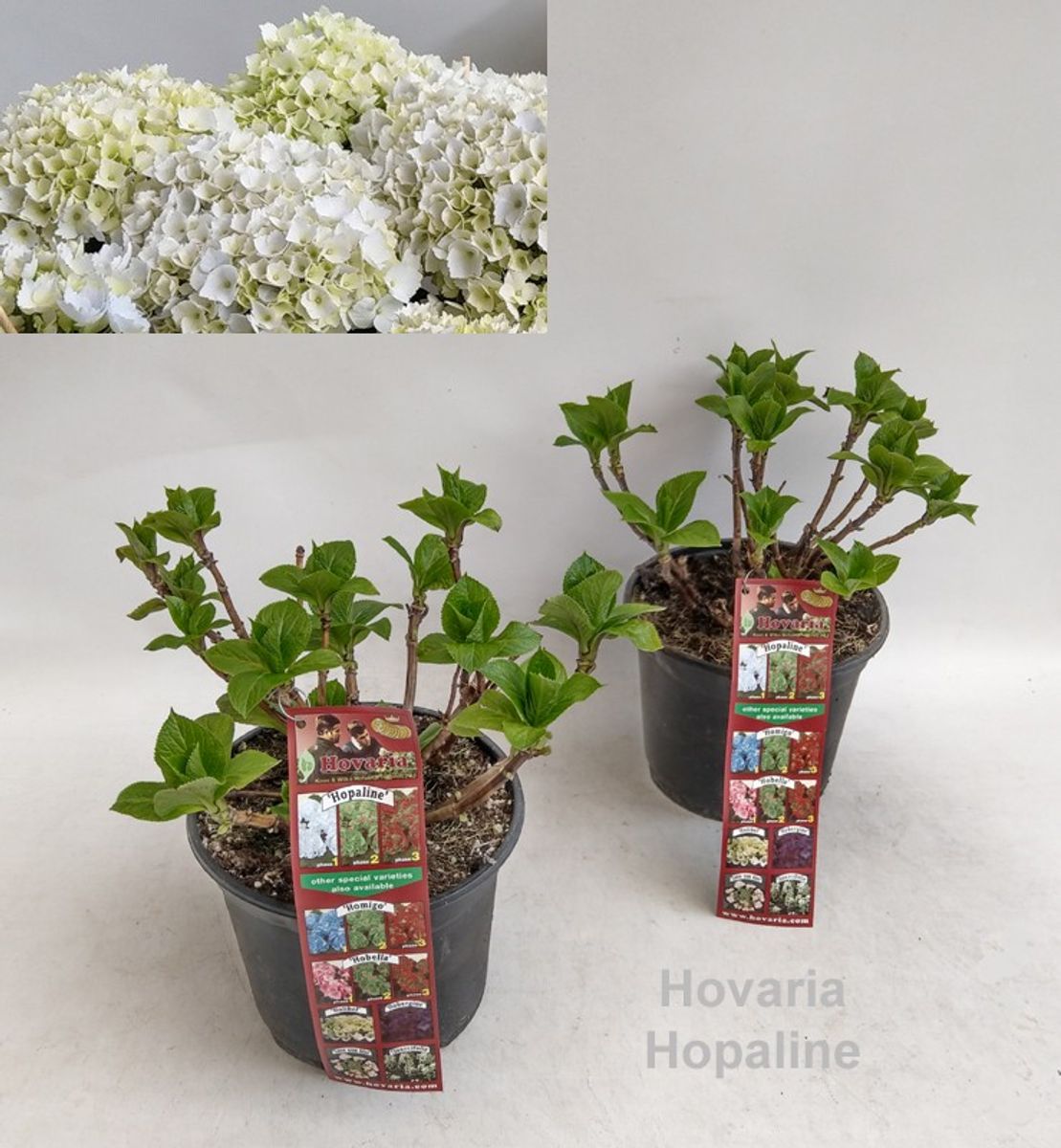 Hydrangea macrophylla HOVARIA HOPALINE — Plant Wholesale FlorAccess
