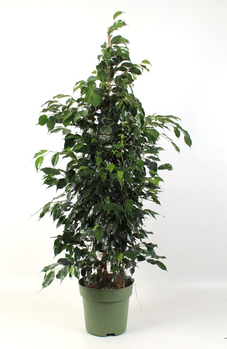 Ficus benjamina 'Midnight Lady' — Plant Wholesale FlorAccess