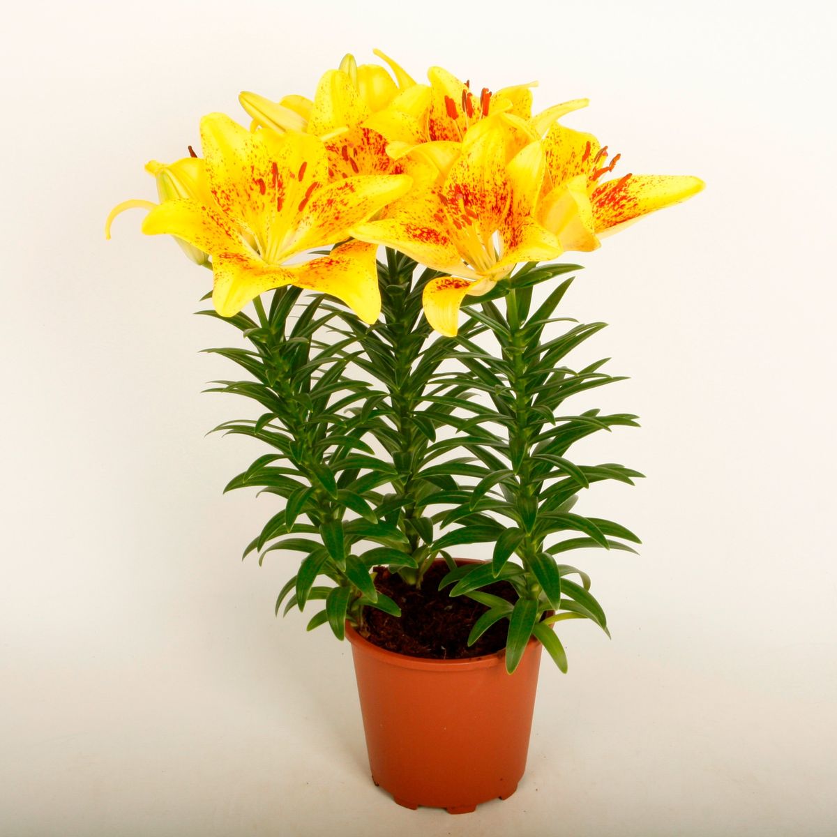 Lilium 'Tiny Nugget' — Plant Wholesale FlorAccess