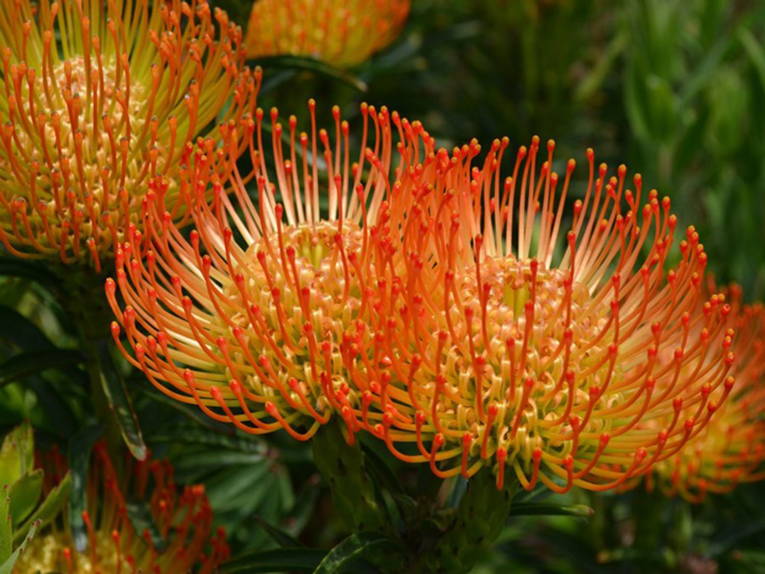 Leucospermum cordifolium 'Succession' — Plant Wholesale FlorAccess