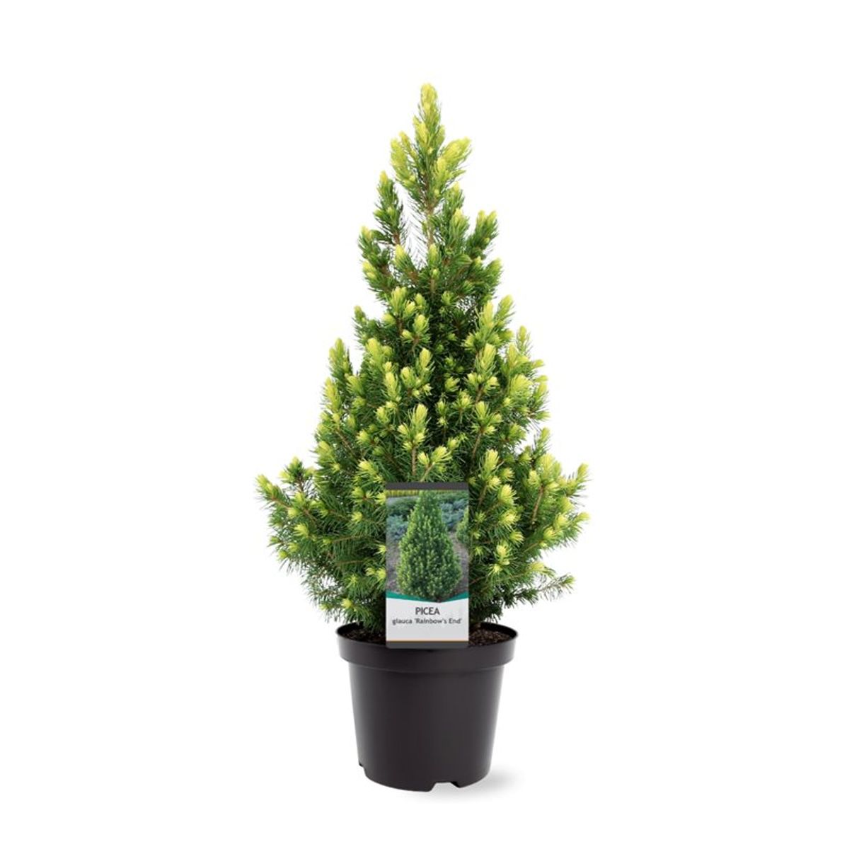 Picea glauca 'Rainbow's End' — Plant Wholesale FlorAccess