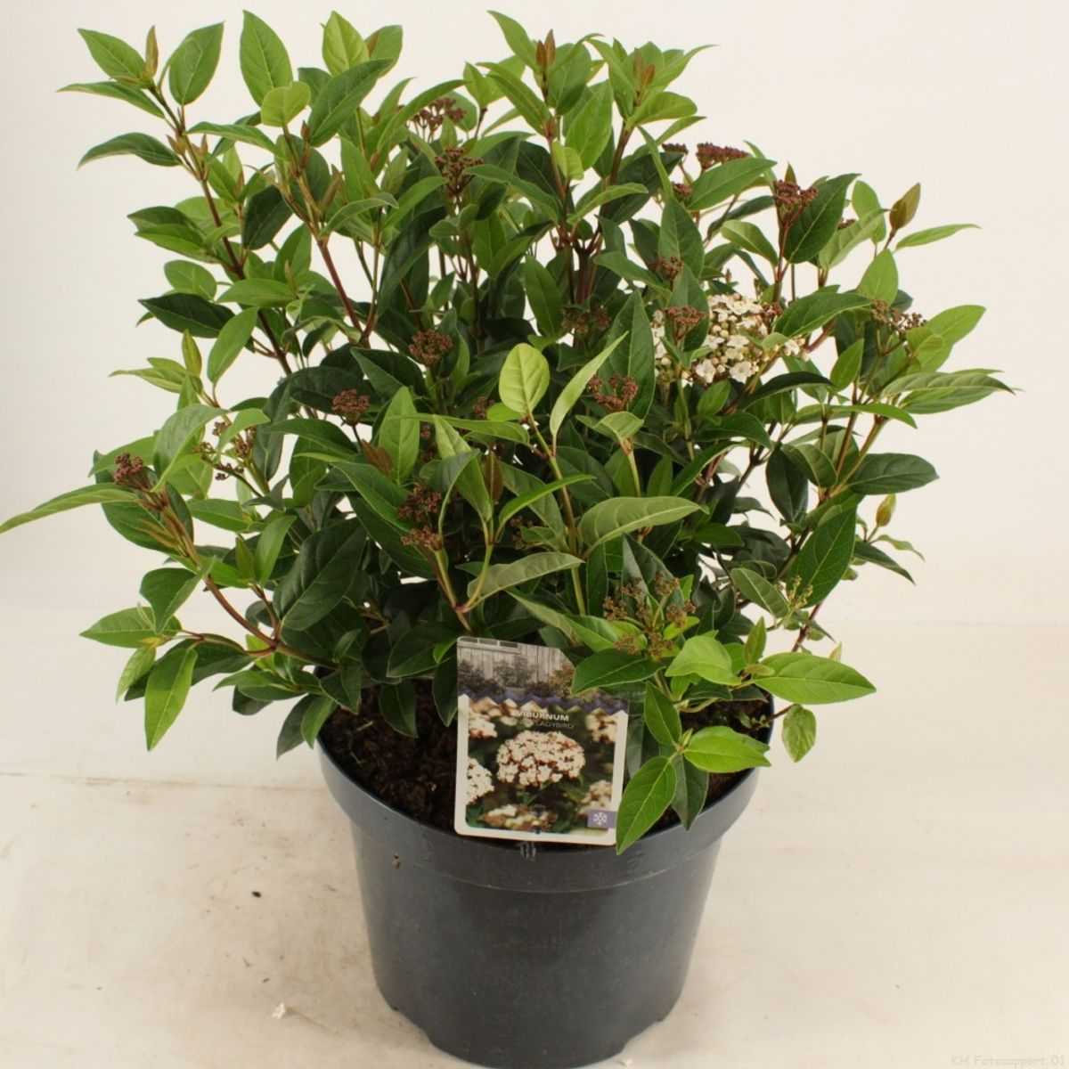 Viburnum tinus 'Ladybird' — Plant Wholesale FlorAccess