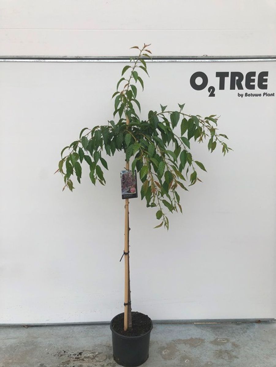 Prunus serrulata 'Kiku-shidare' — Plant Wholesale FlorAccess