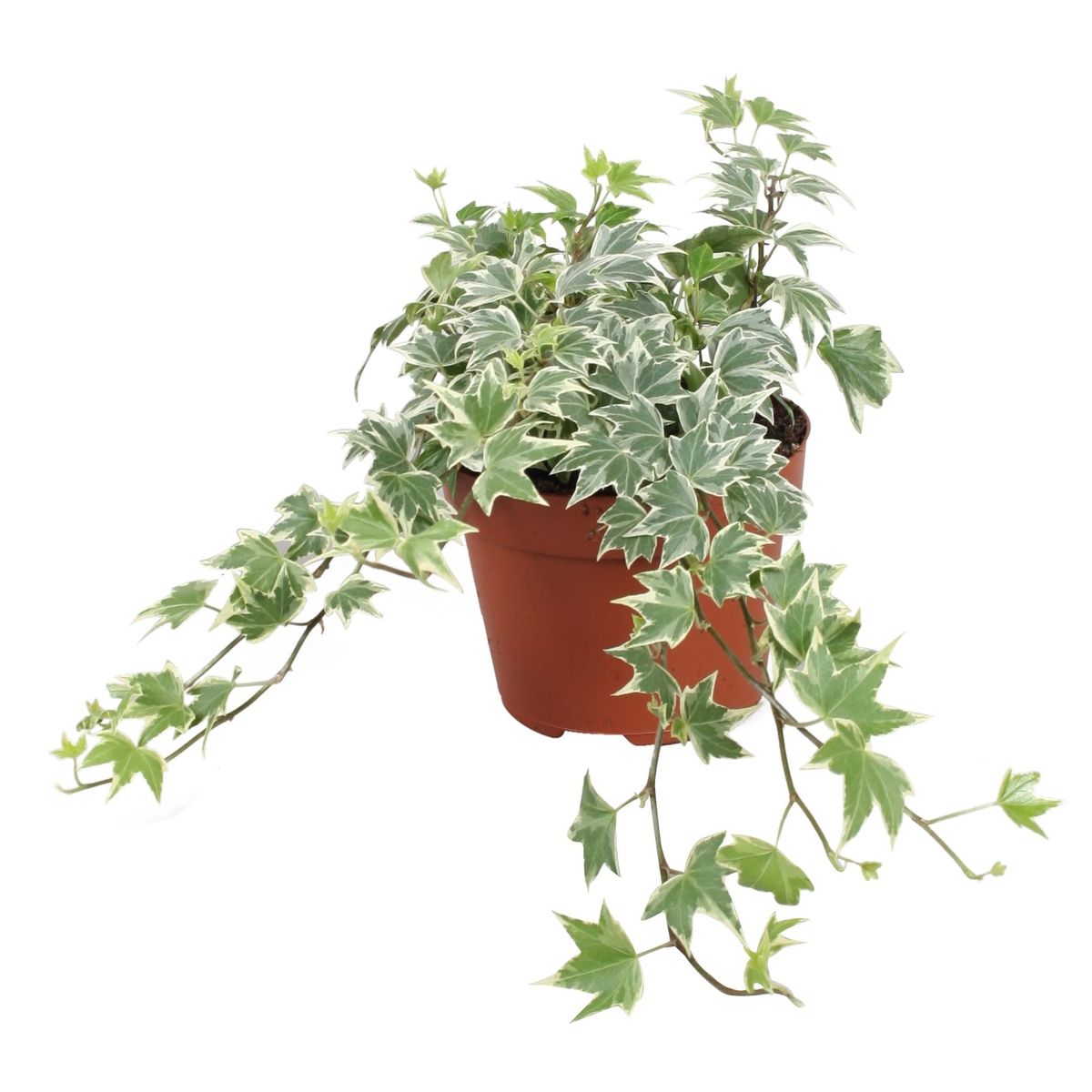 Hedera helix 'White Ripple' — Plant Wholesale FlorAccess