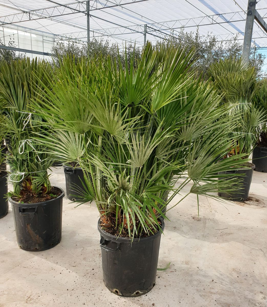 Chamaerops humilis — Plant Wholesale FlorAccess