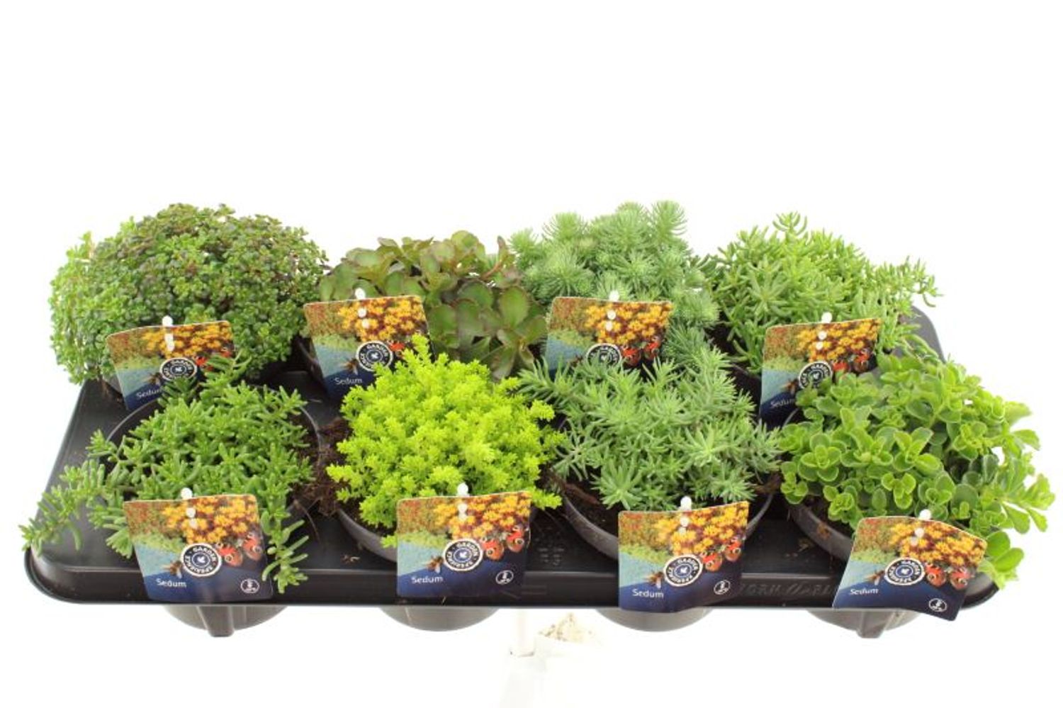 Sedum MIX — Plant Wholesale FlorAccess