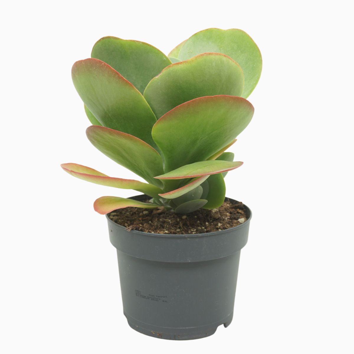 Kalanchoe thyrsiflora RED LIPS — Grossiste en Plantes FlorAccess