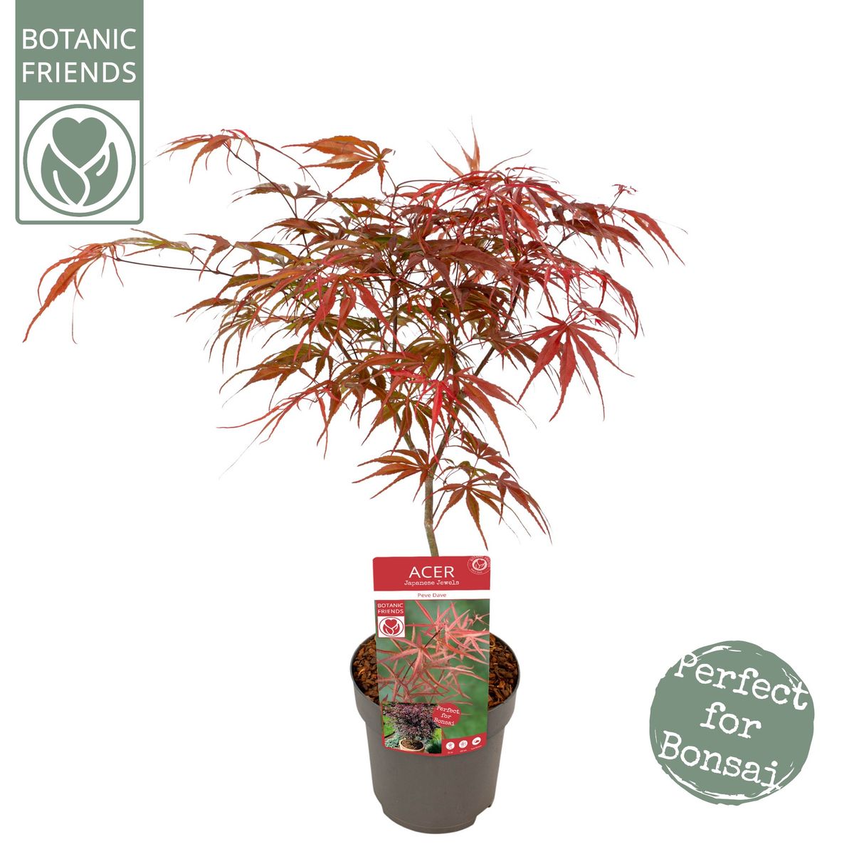 Acer palmatum 'Pevé Dave' — Plant Wholesale FlorAccess