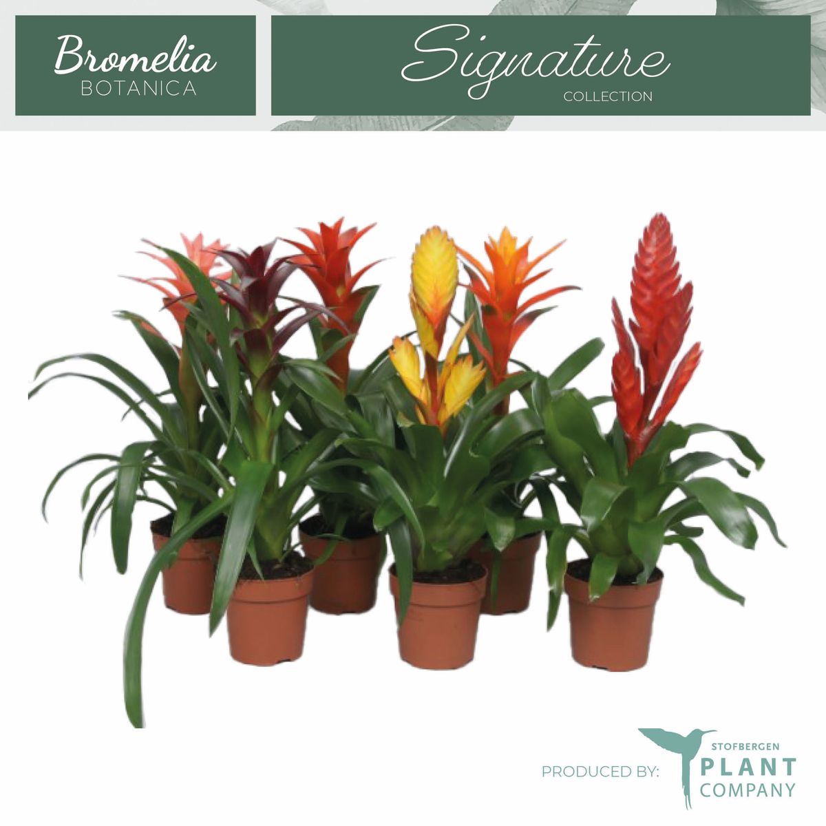 Bromelia MIX — Atacado de Plantas FlorAccess